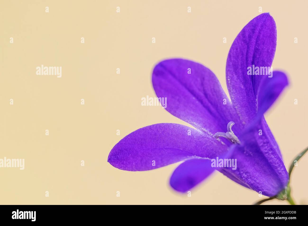 One blue bellflower closeup on the yellow and orange background ...