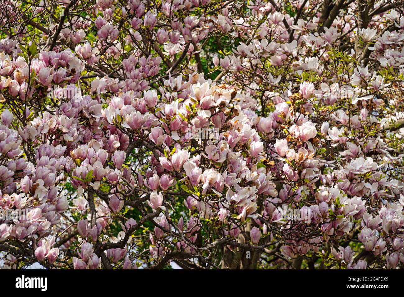 Magnolia Tree In Bloom, flower heads in springtime Stock Photo - Alamy