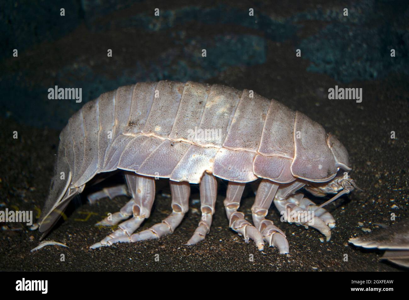Isopod crustacean, Bathynomus giganteus, captive, Enoshima Aquarium ...