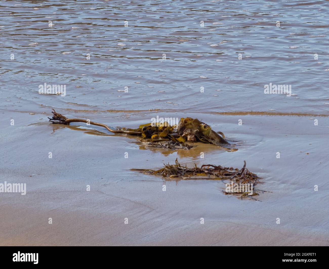 Kelp washed up on shore at Sealers Cove - Wilsons Promontory, Victoria ...
