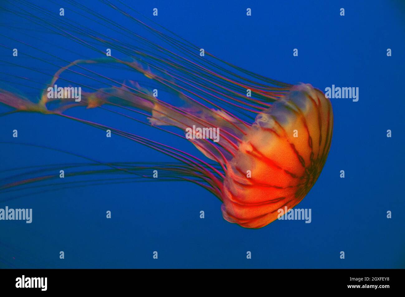 Northern sea nettle, Chrysaora melanaster, captive, Enoshima Aquarium ...
