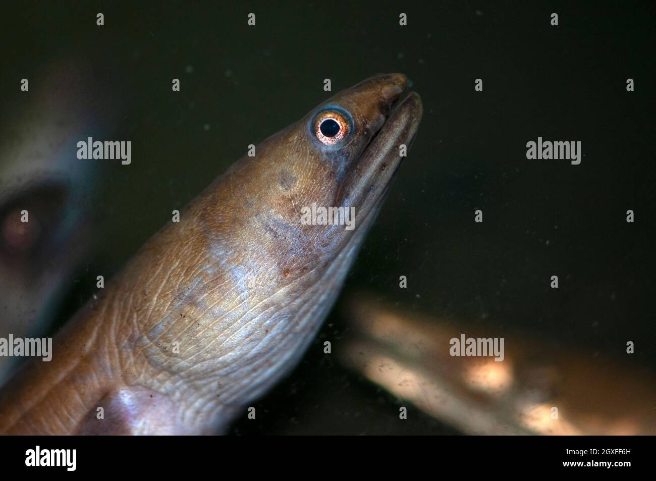 Highfin snake eel hi-res stock photography and images - Alamy