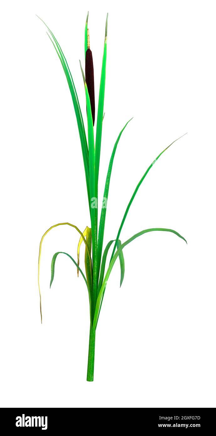 3D rendering of a typha plant isolated on white background Stock Photo ...