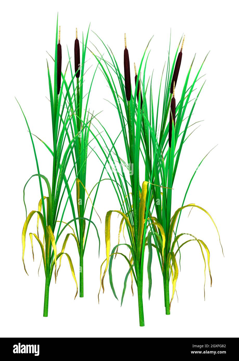 3D rendering of typha plants isolated on white background Stock Photo ...