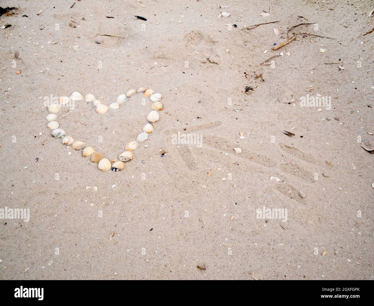 A heart shaped out of mussel shells on the North Sea beach on sand and ...