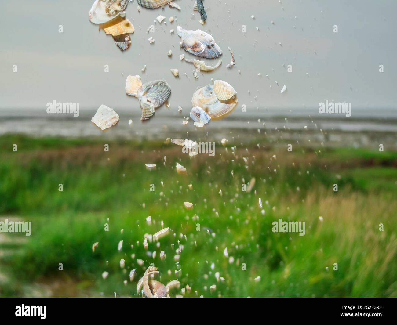 Falling mussel shells in the sharp foreground in front of a blurred ...