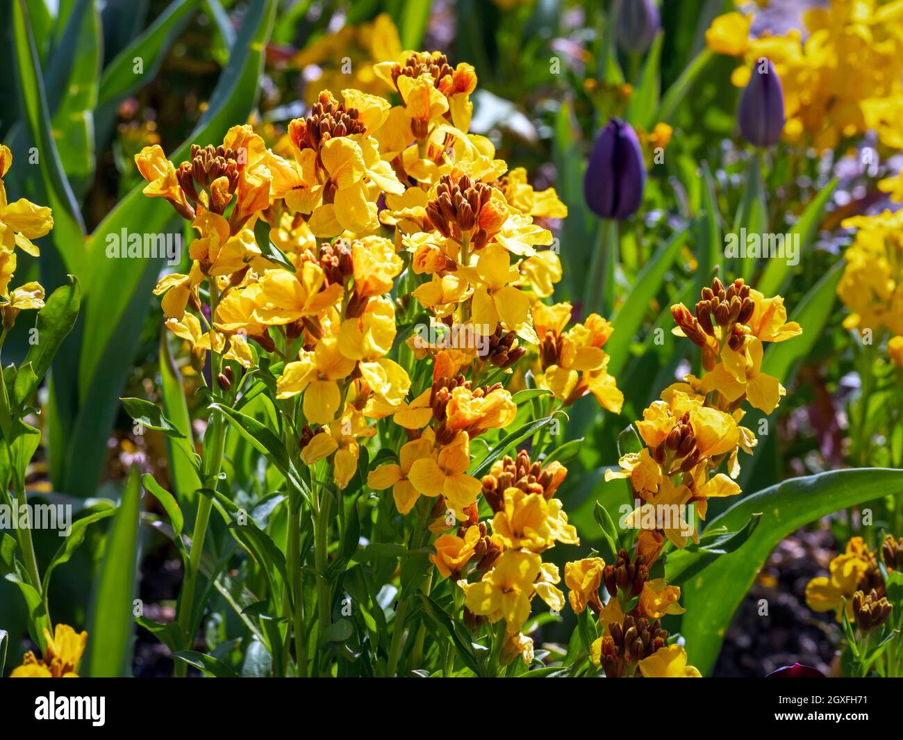 Pretty yellow wallflowers and buds in a mixed garden with tulips Stock ...