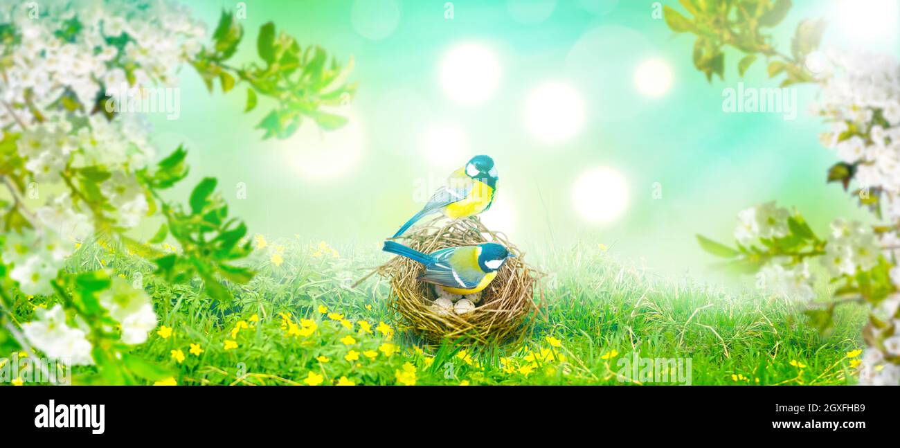 Concept of bird lovers and birdwatching. A beauty of the environment ...