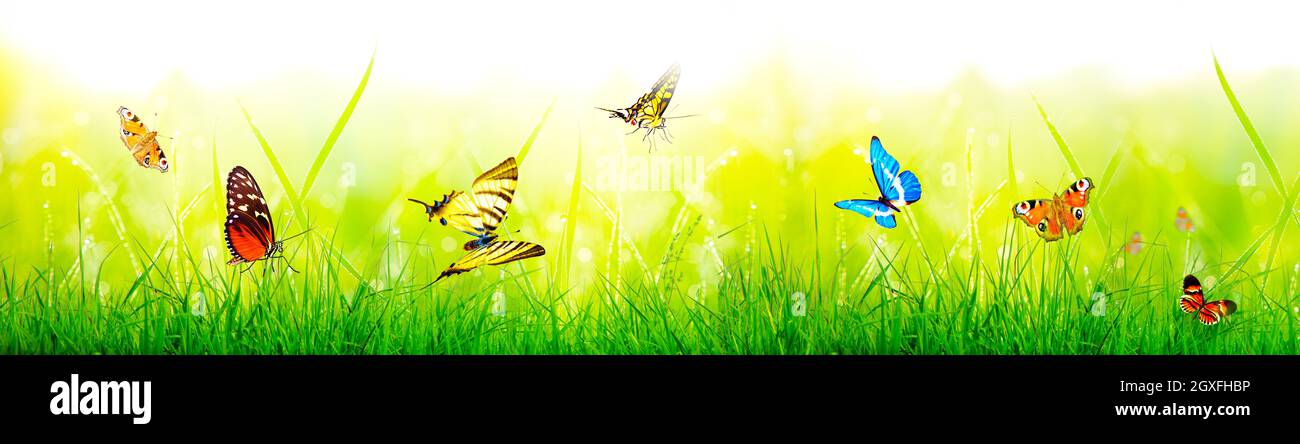 Flying butterfly in spring morning. Panoramic view Stock Photo - Alamy