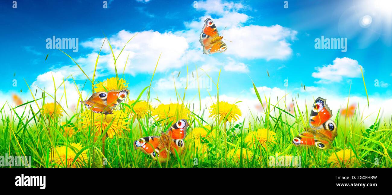 Flying butterfly in spring morning. Panoramic view Stock Photo - Alamy