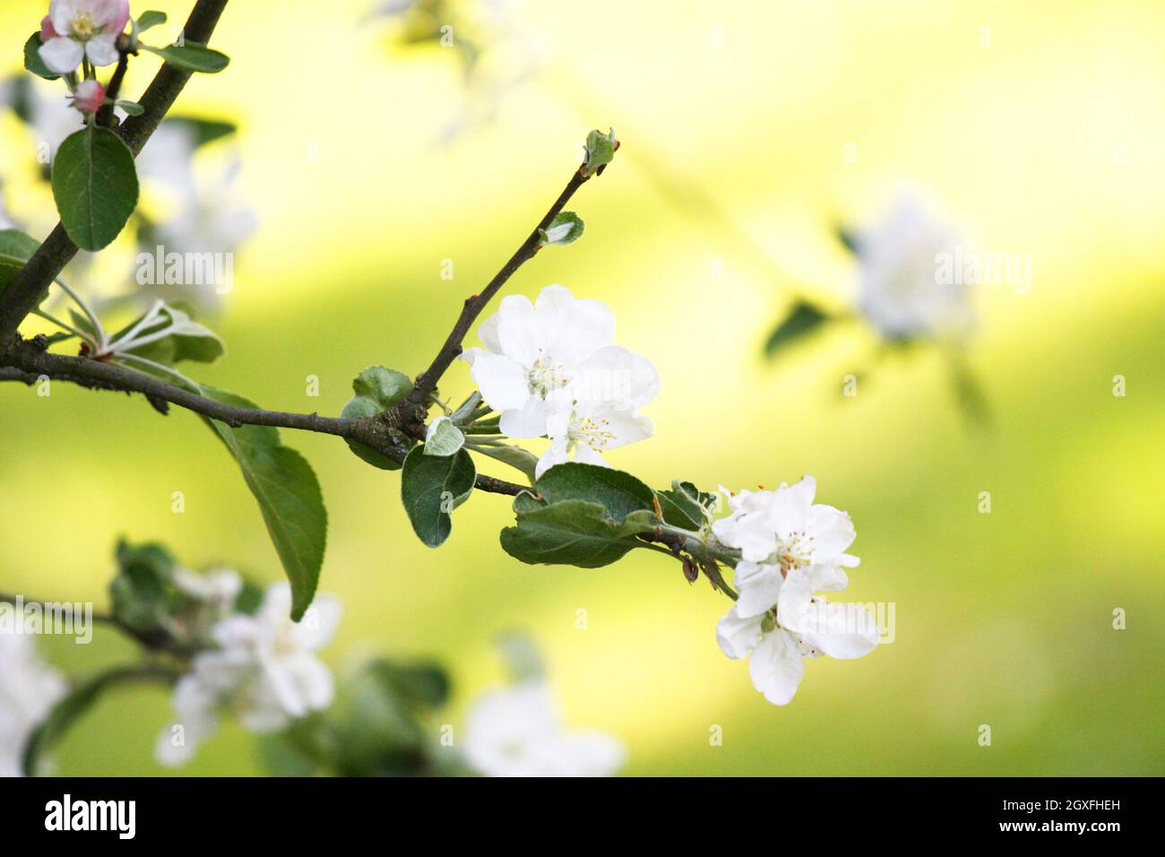 Beautiful nature scene with blooming flowers tree Stock Photo - Alamy