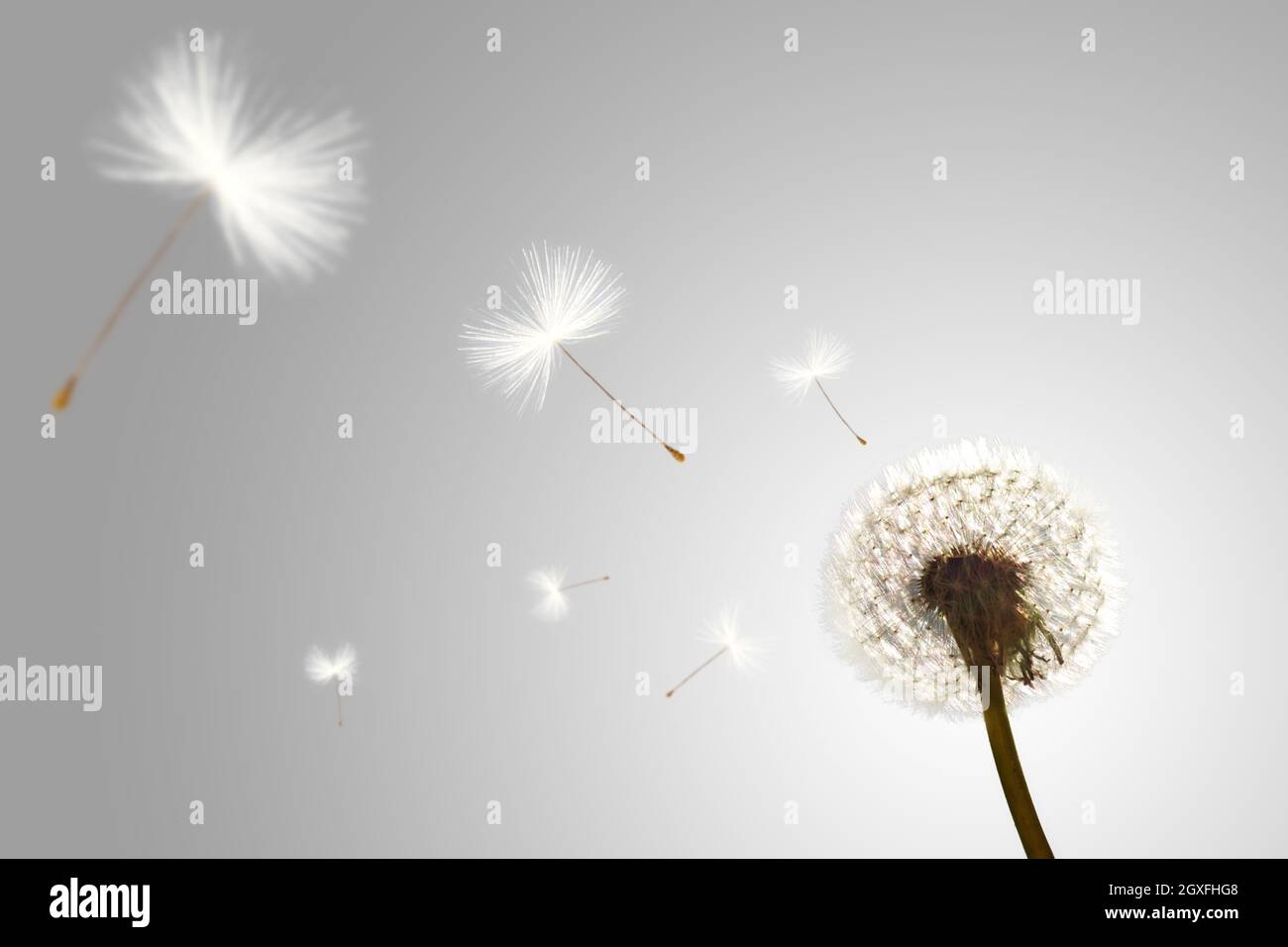 Beautiful dreamy spring nature background with dandelion Stock Photo ...