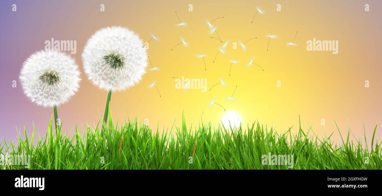 Beautiful dreamy spring nature background with dandelion Stock Photo ...