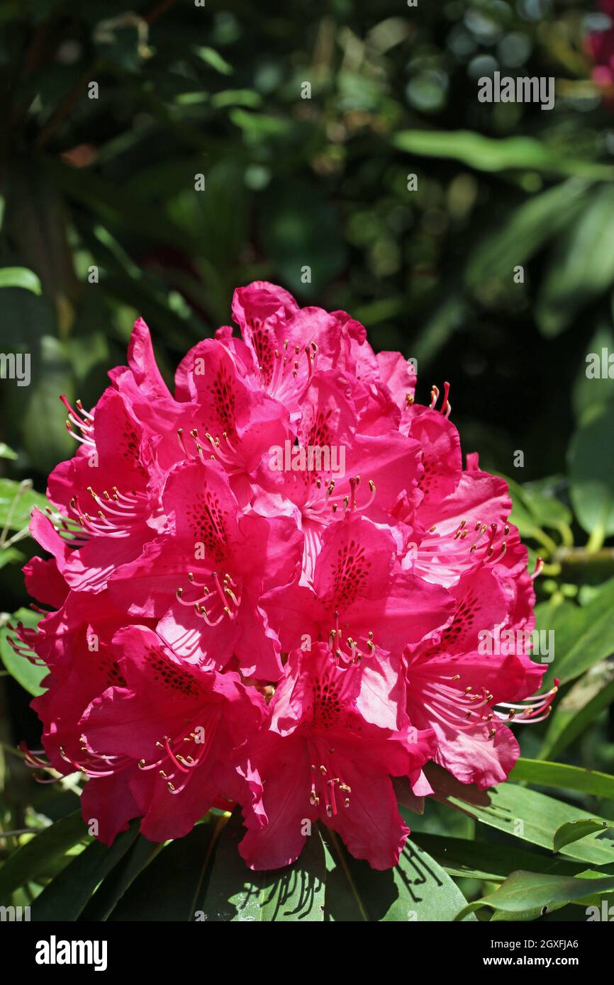 Pink Rhododendron flower head with dark spots on the petals with a dark ...