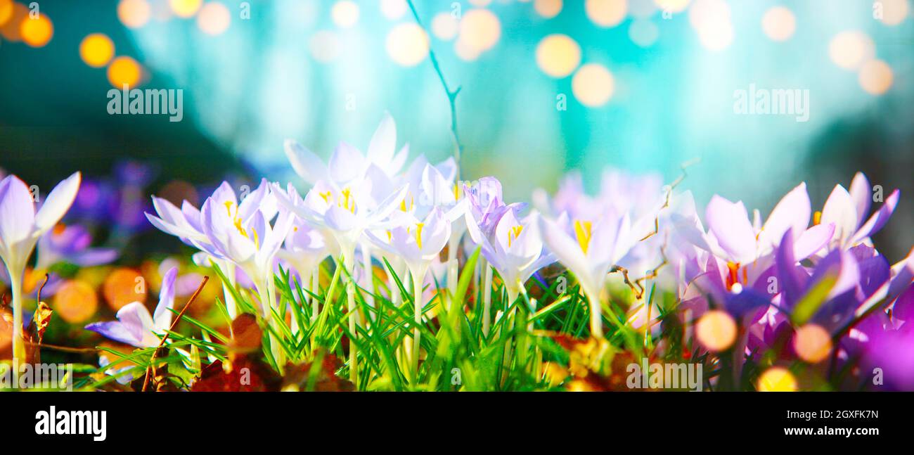 Beautiful crocuses growing through snow. First spring flowers Stock ...