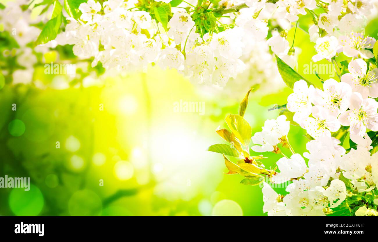 Beautiful nature scene with blooming flowers tree Stock Photo - Alamy
