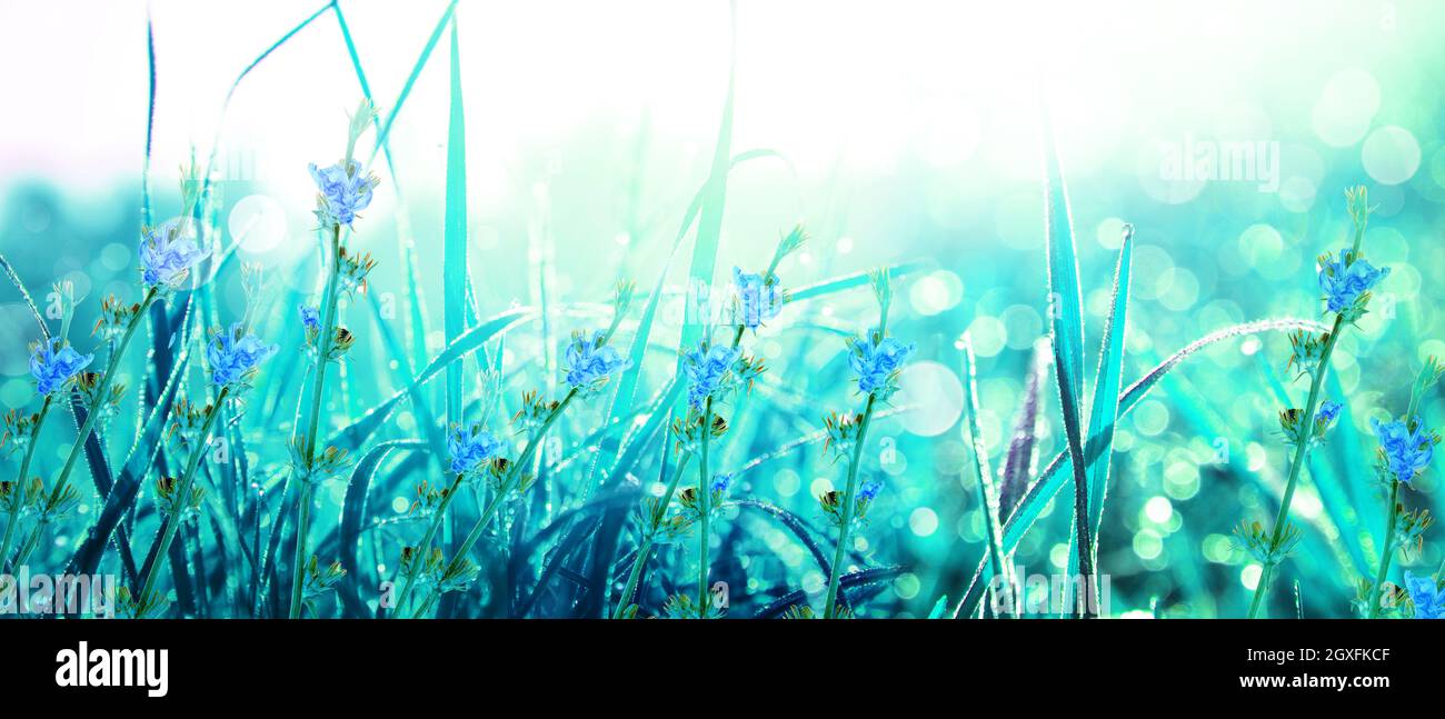 Grass flower field in spring background with sunlight Stock Photo - Alamy