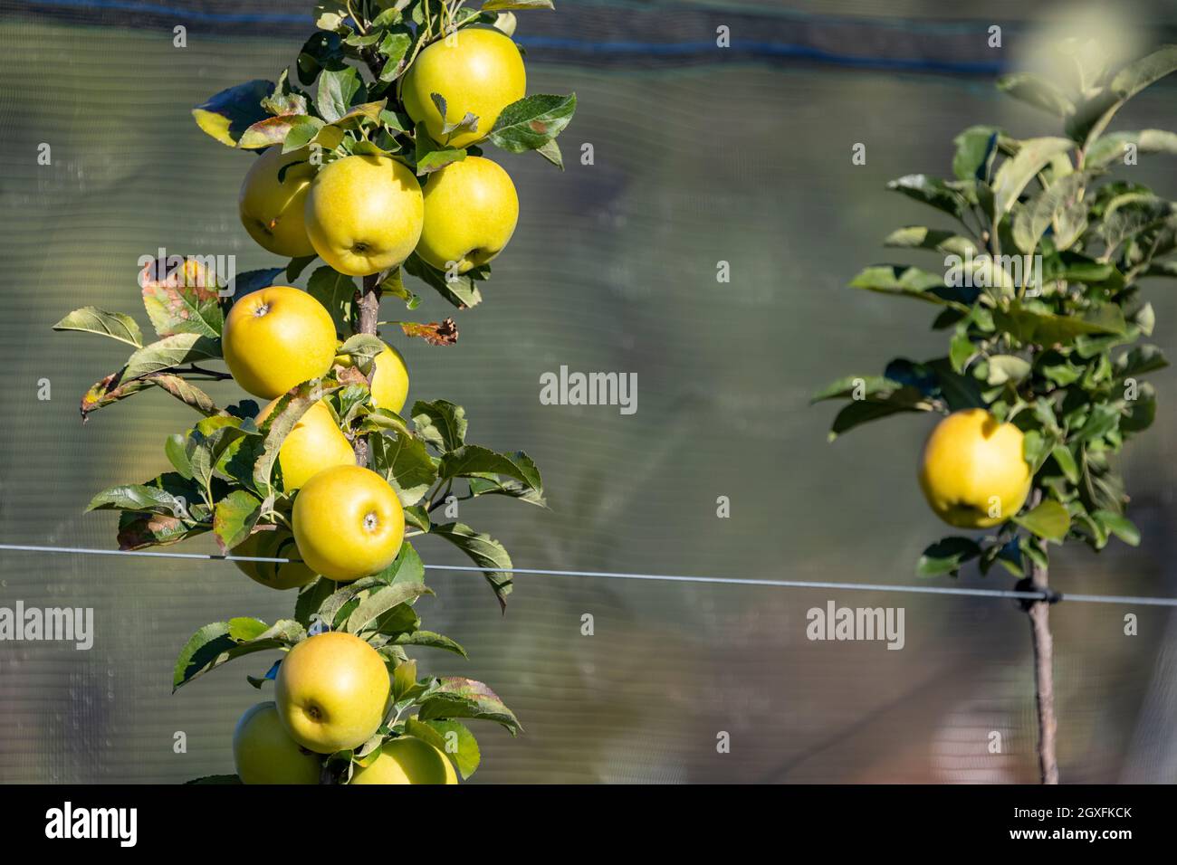 Apple orchard in Aica, South Tyrol, Italy Stock Photo - Alamy