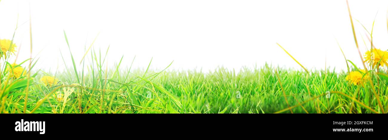 Grass flower field in spring background with sunlight Stock Photo - Alamy