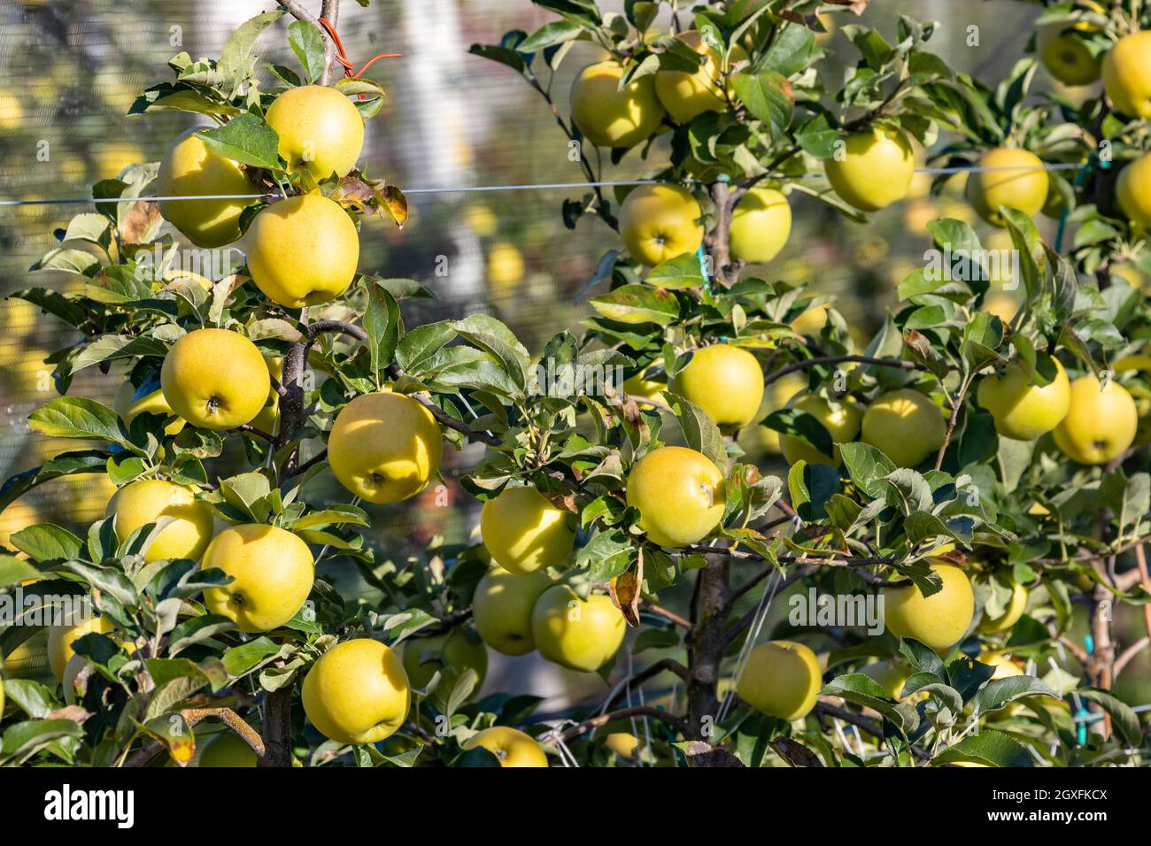 Apple orchard in Aica, South Tyrol, Italy Stock Photo - Alamy