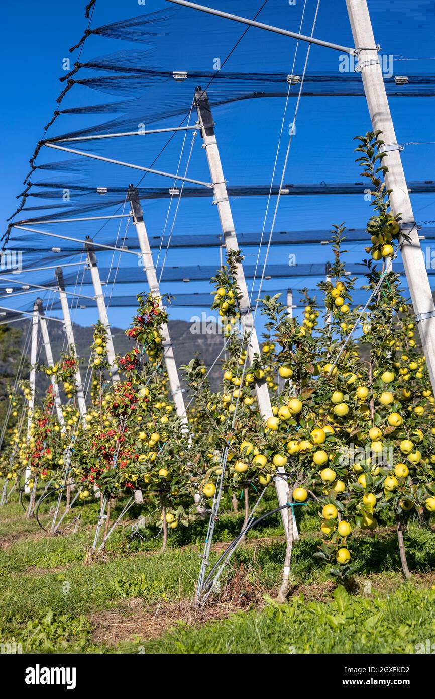 Apple orchard in Aica, South Tyrol, Italy Stock Photo - Alamy