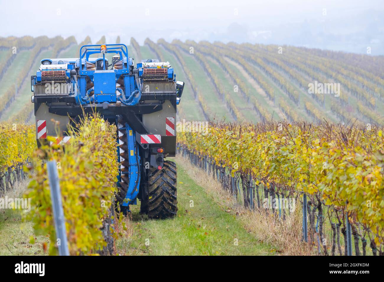 harvesting grapes with a combine harvester, Southern Moravia, Czech ...
