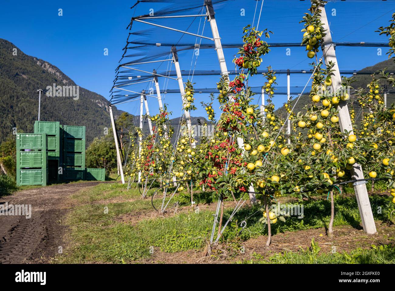 Apple italy tree hi-res stock photography and images - Alamy