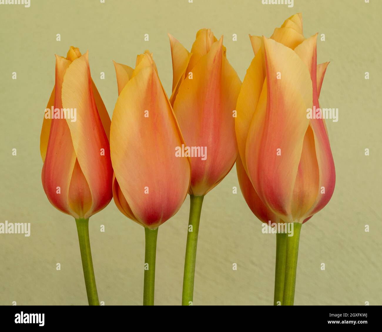Beautiful peach coloured tulip blooms, variety Blushing Beauty, against ...