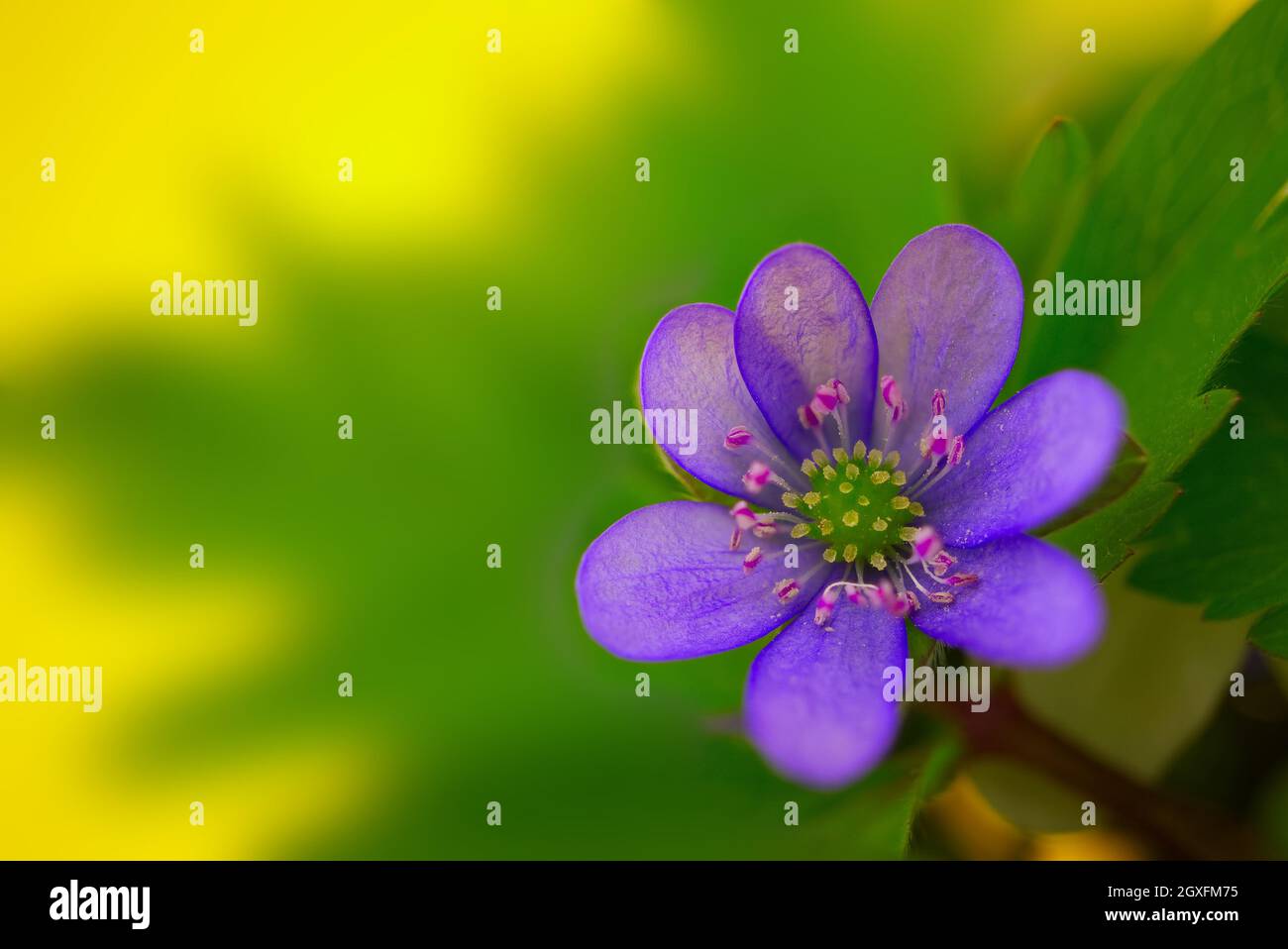 Blue Hepatica Nobilis in close-up, early blooming spring plants on ...
