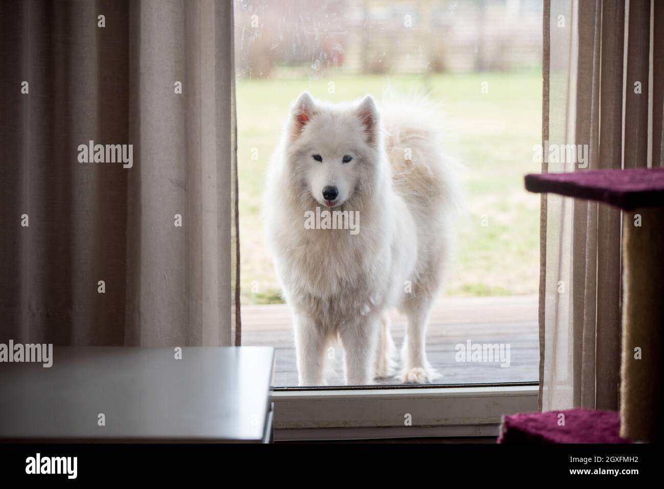 Dog peeking through the door opening window Stock Photo - Alamy