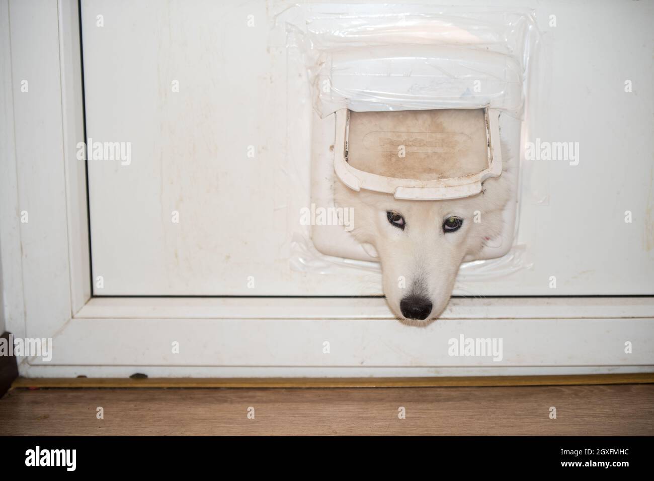 Dog peeking through the door opening window Stock Photo - Alamy