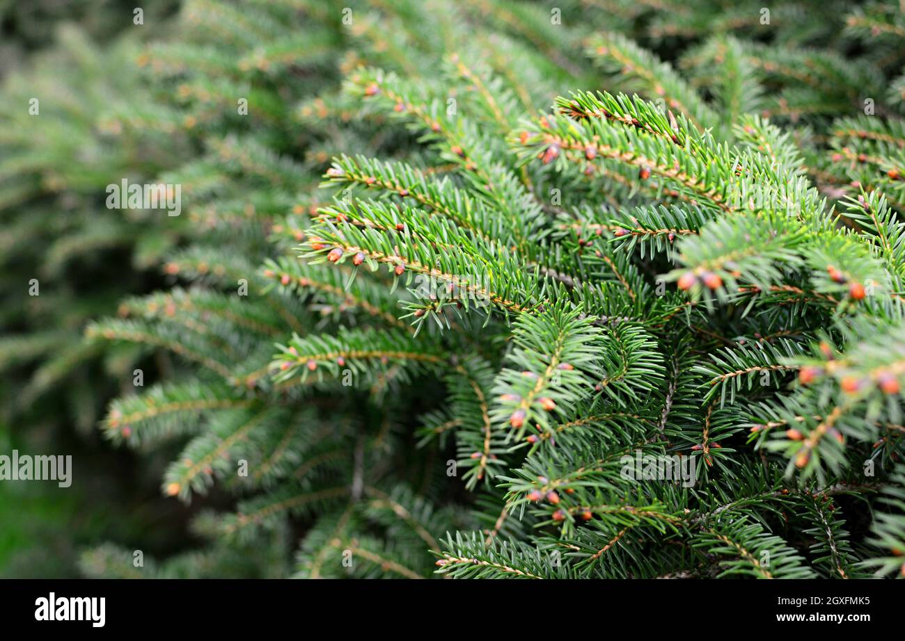 Close up of young spruce tree branches. Shallow depth of field, focused ...