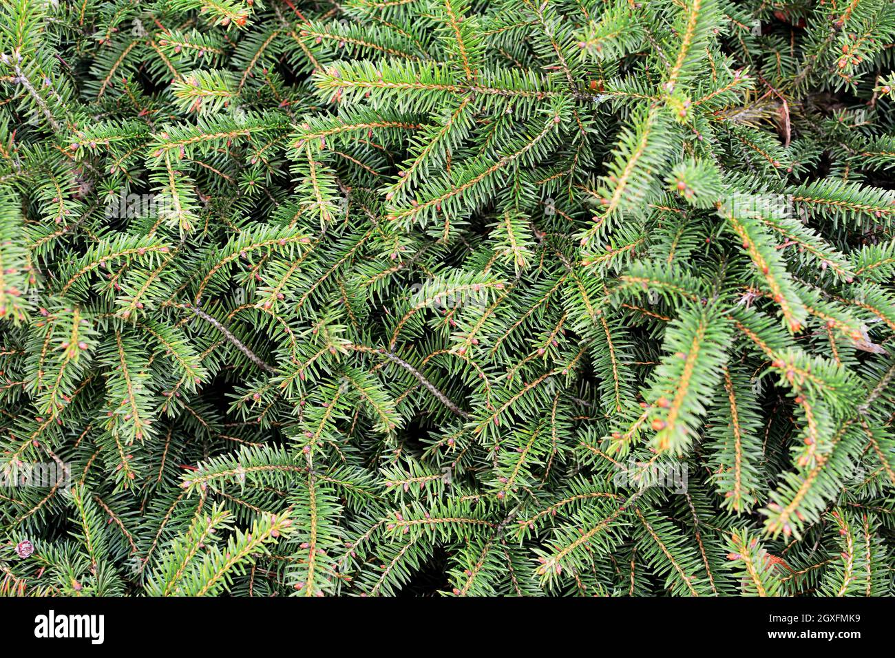 Background of green spruce tree branches. Full frame spruce tree ...