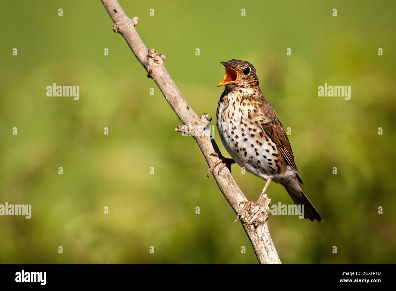 Song thrush, turdus philomelos, singing on branch in sunlight with copy ...