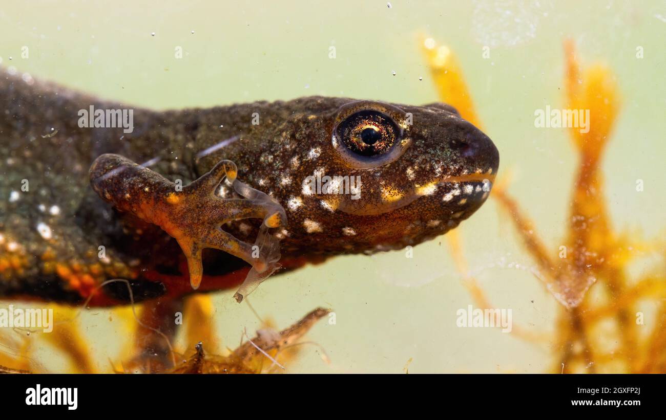 Danube crested newt, triturus dobrogicus, diving underwater in close up ...