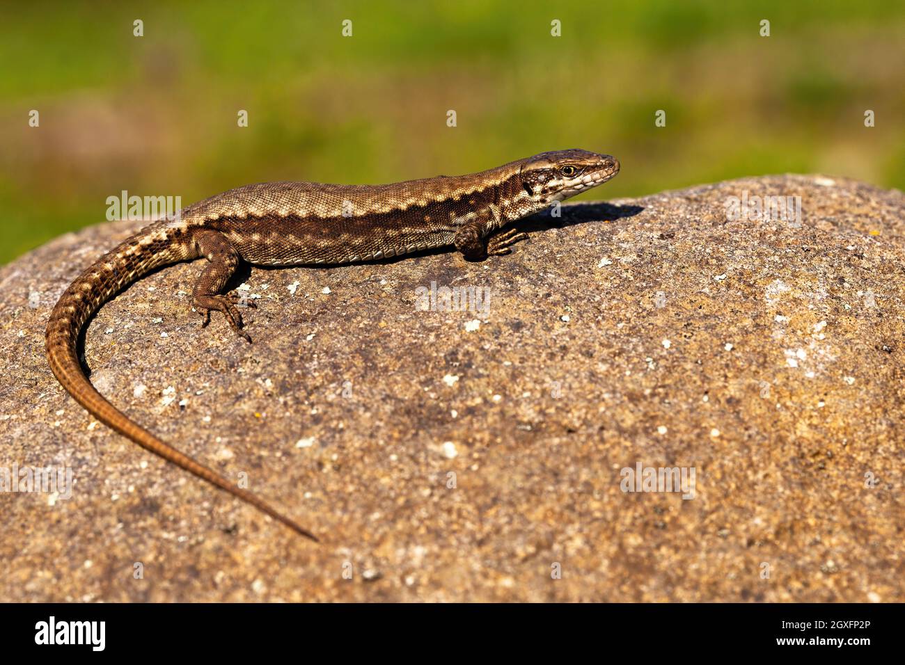 European green lizard, lacerta viridis, female basking on stone in ...