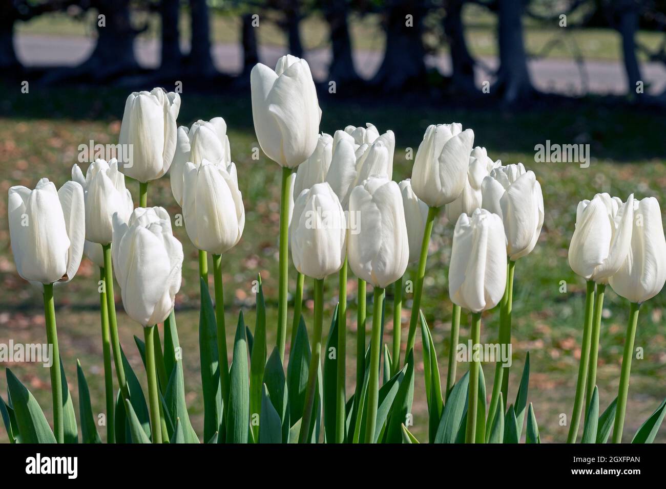 Darwin hybrid variety hi-res stock photography and images - Alamy