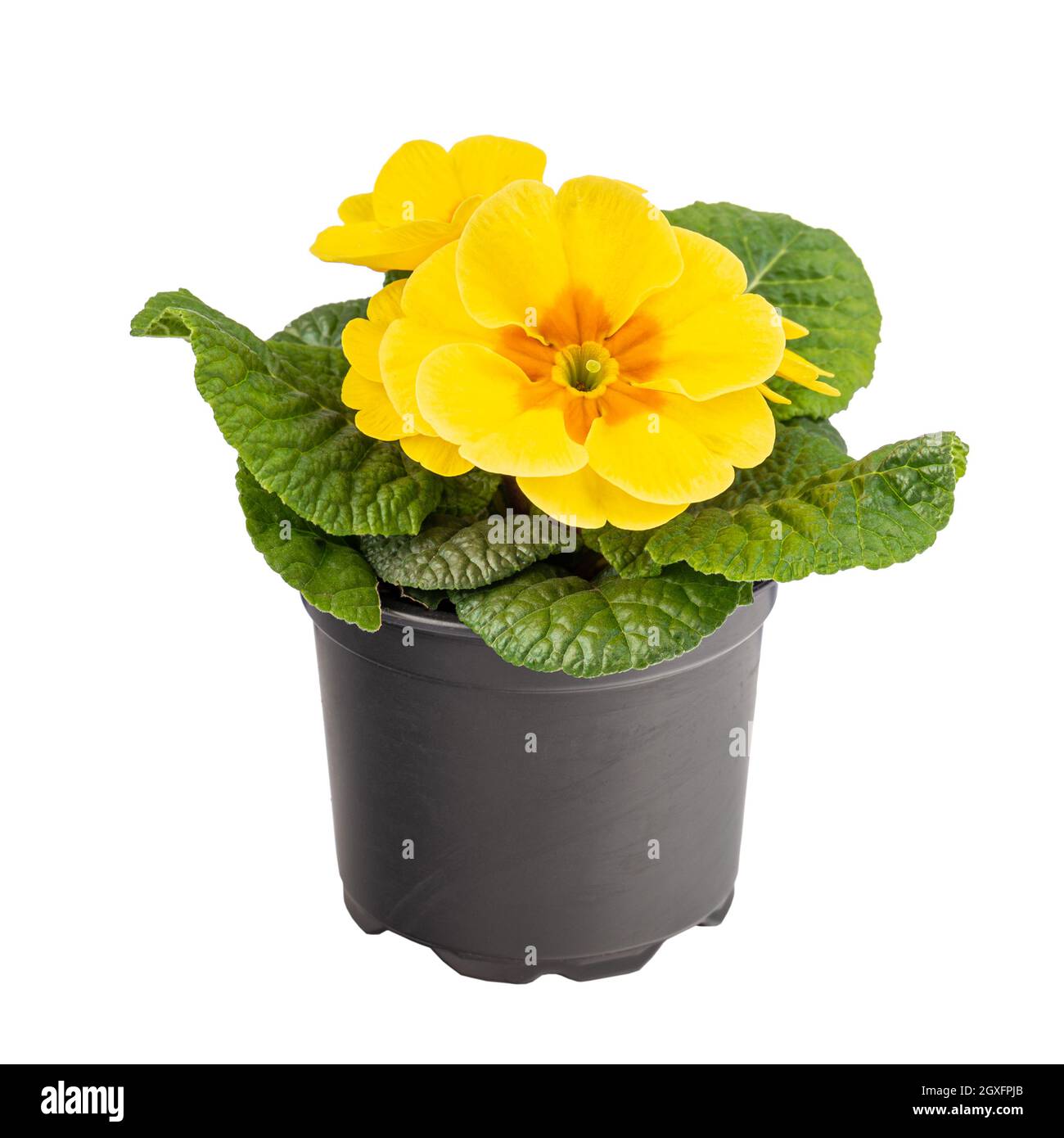 Blossoming yellow primrose or primula vulgaris in flower pot isolated ...