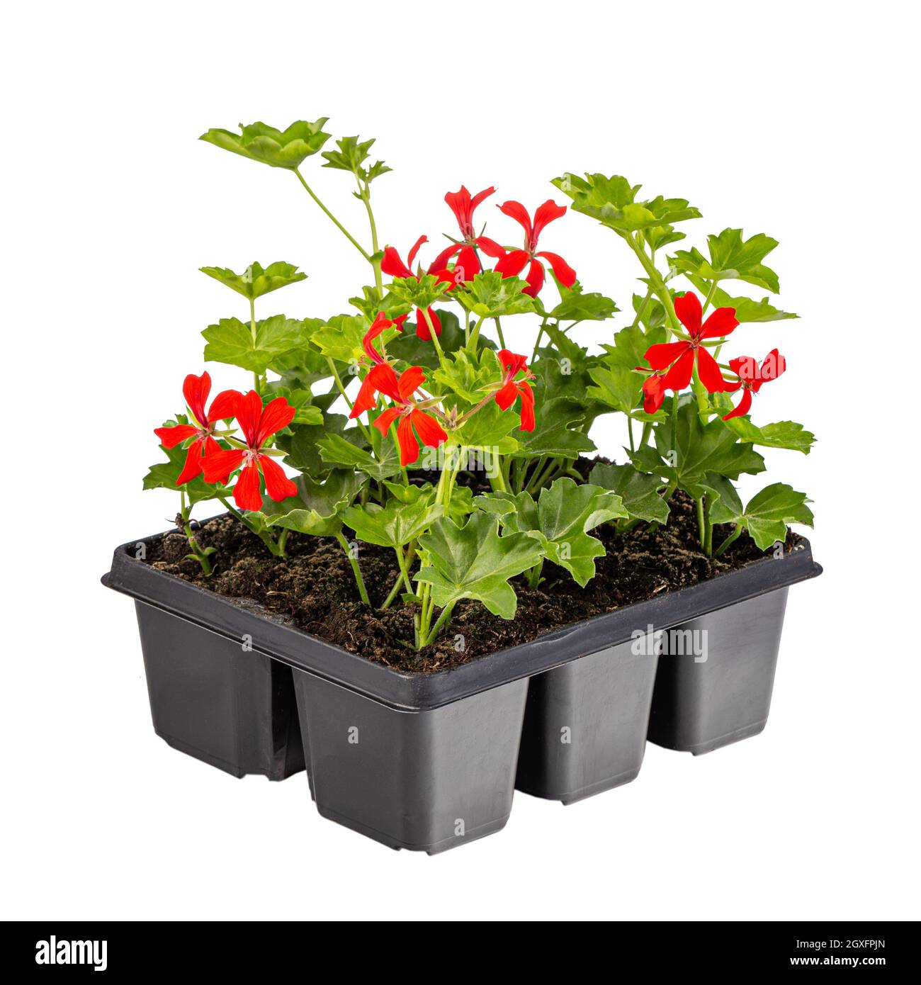 Ivy Geranium High Resolution Stock Photography and Images - Alamy