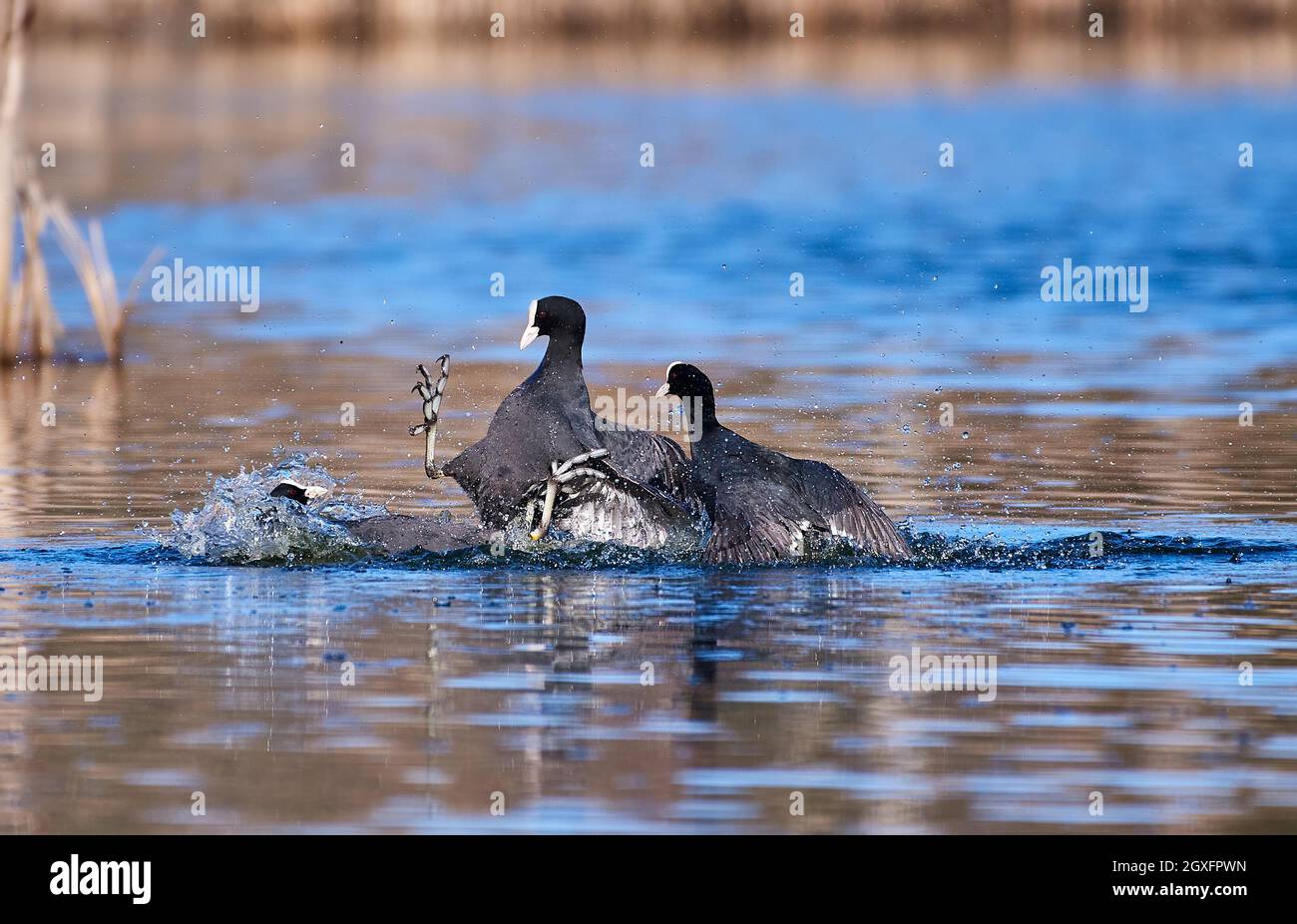 Water drops displays hi-res stock photography and images - Alamy
