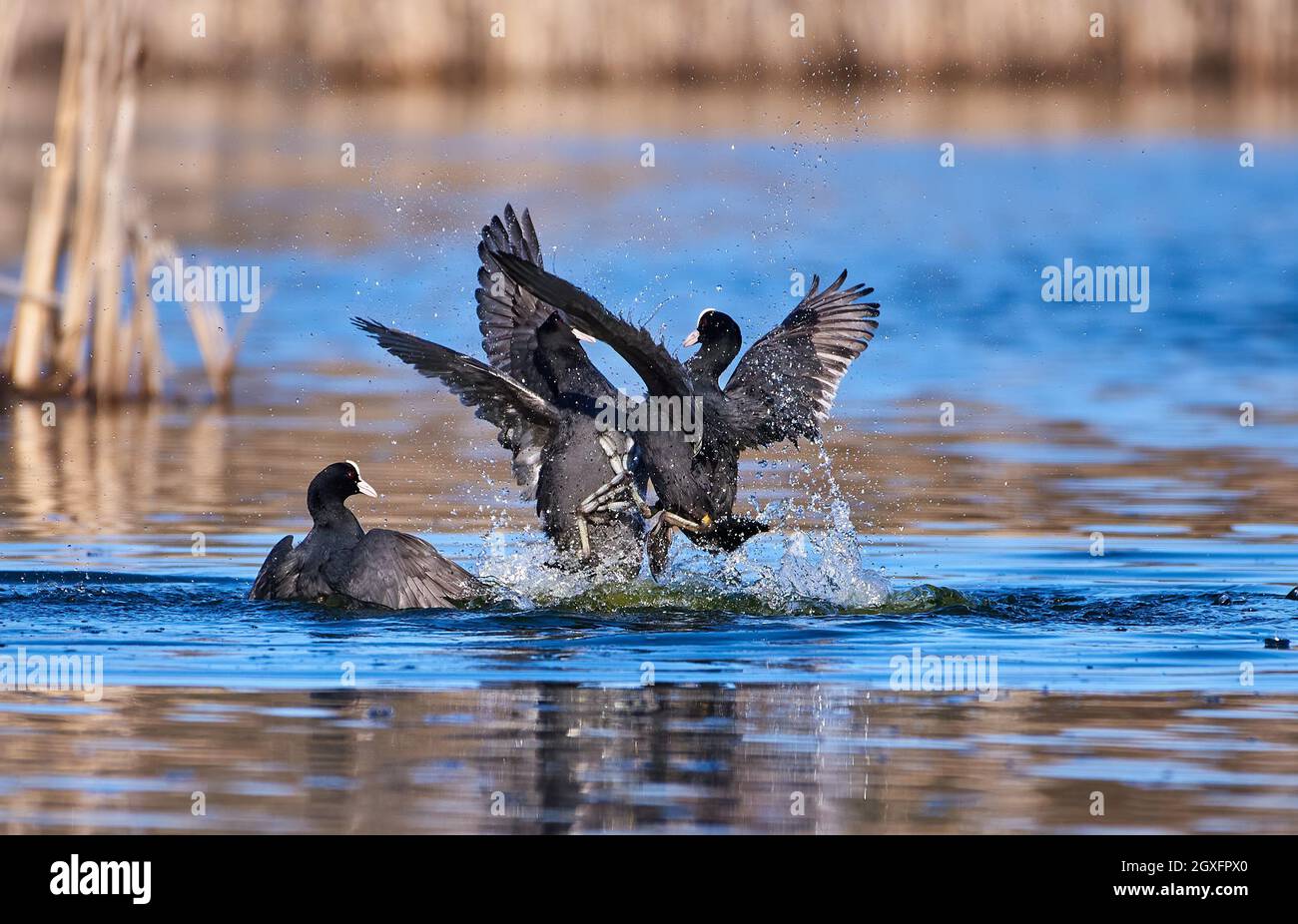 Coots mating hi-res stock photography and images - Alamy