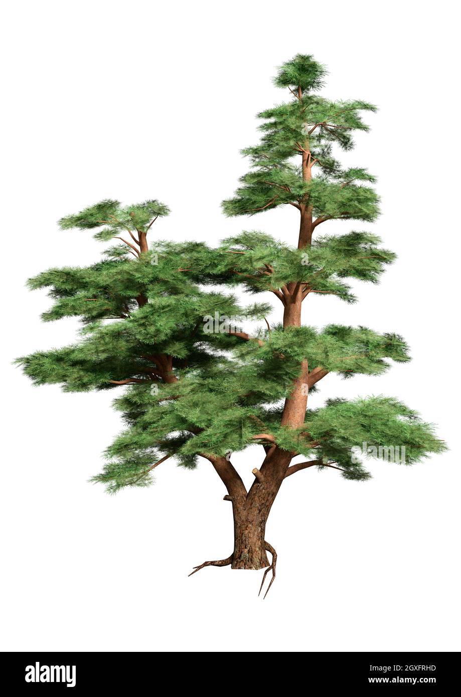 3D rendering of a pine tree isolated on white background Stock Photo ...