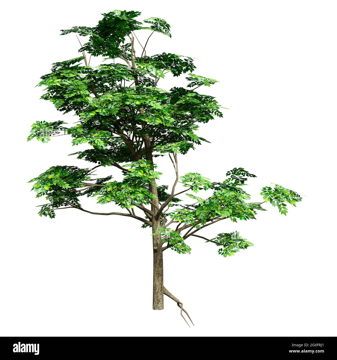 3D rendering of a green ash tree or Fraxinus excelsior isolated on ...