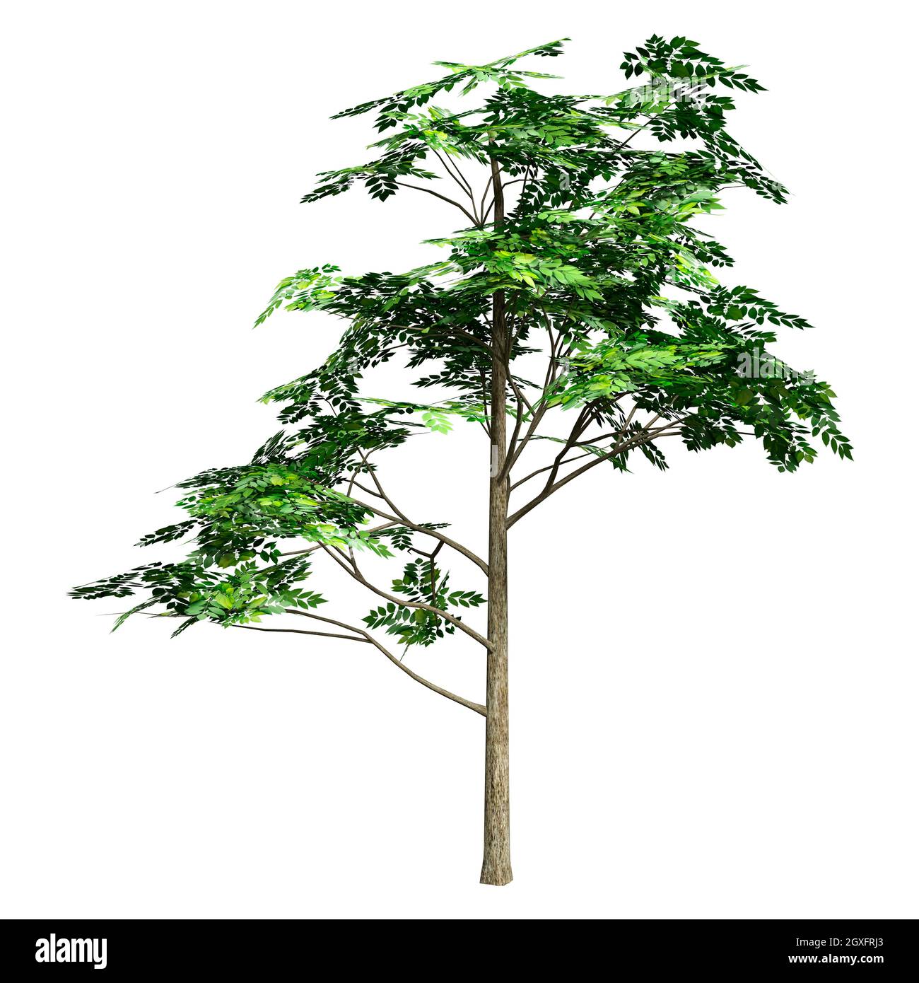 3D rendering of a green ash tree or Fraxinus excelsior isolated on ...