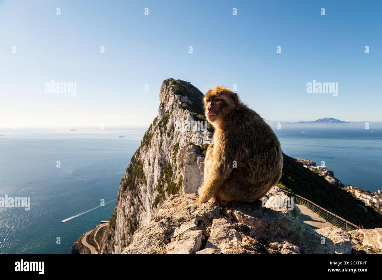 Apes at the Rock of Gibraltar, United Kingdom Stock Photo - Alamy