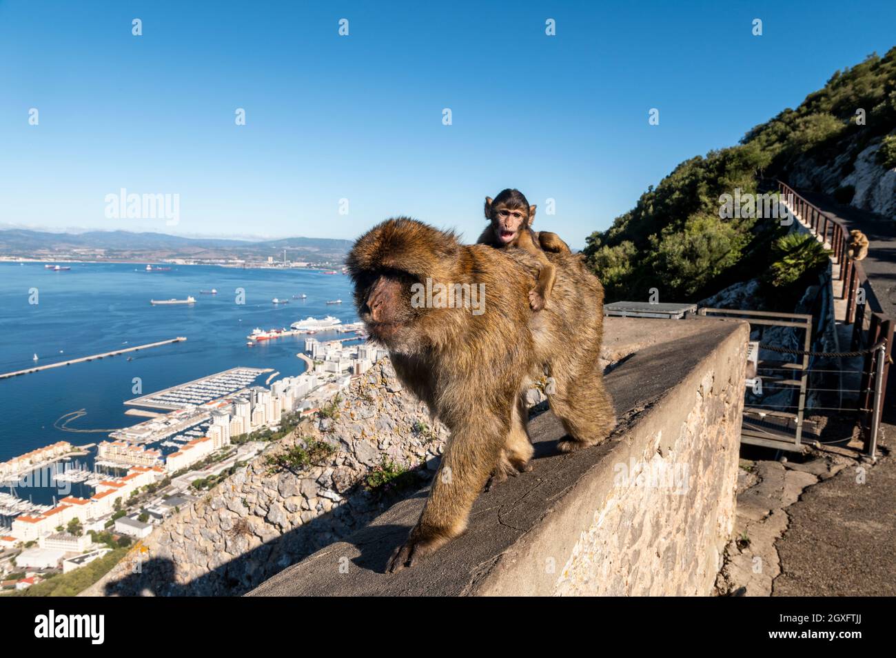 Apes at the Rock of Gibraltar, United Kingdom Stock Photo - Alamy