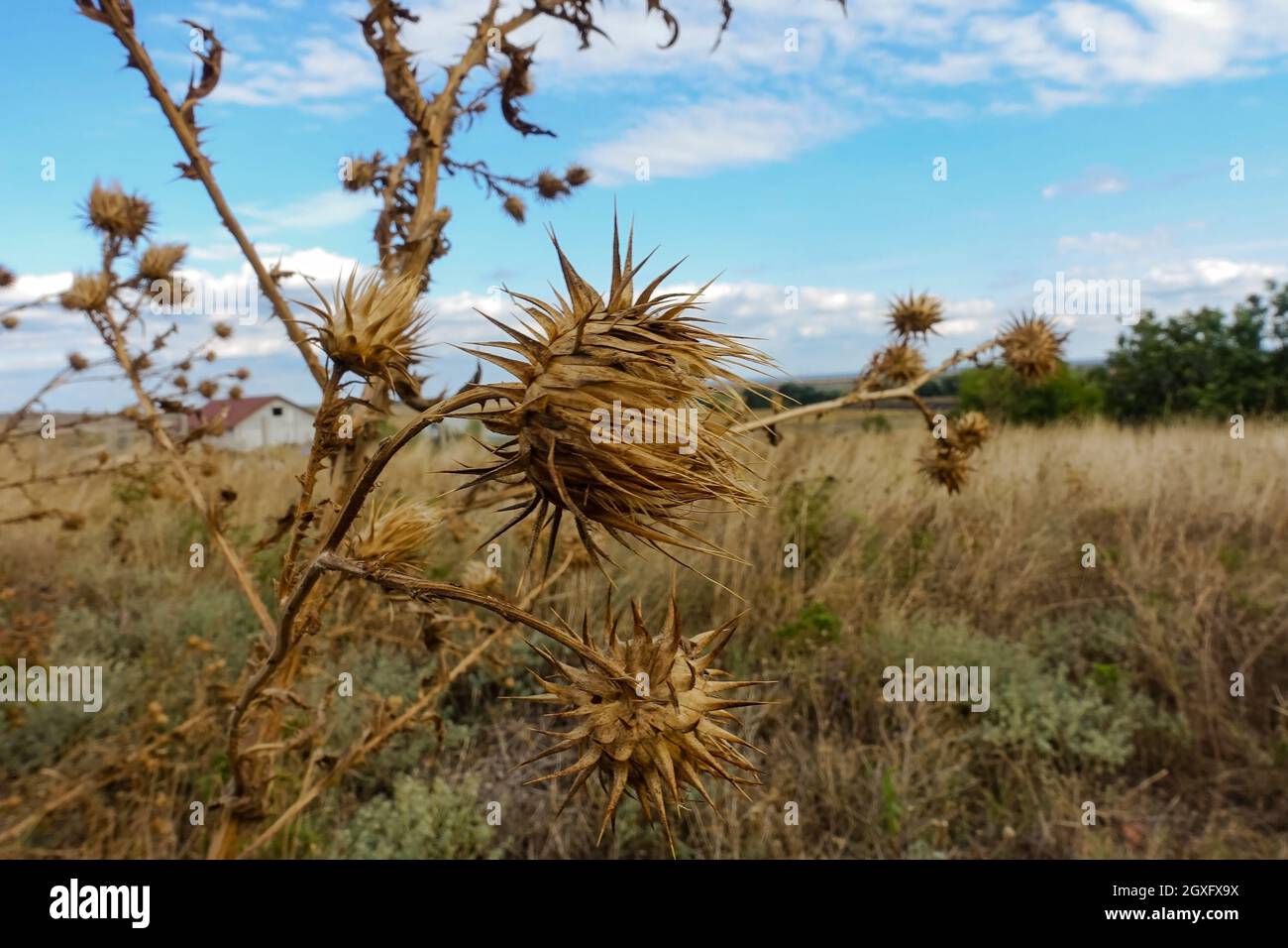 Scenic landscape thorn tree hi-res stock photography and images - Alamy