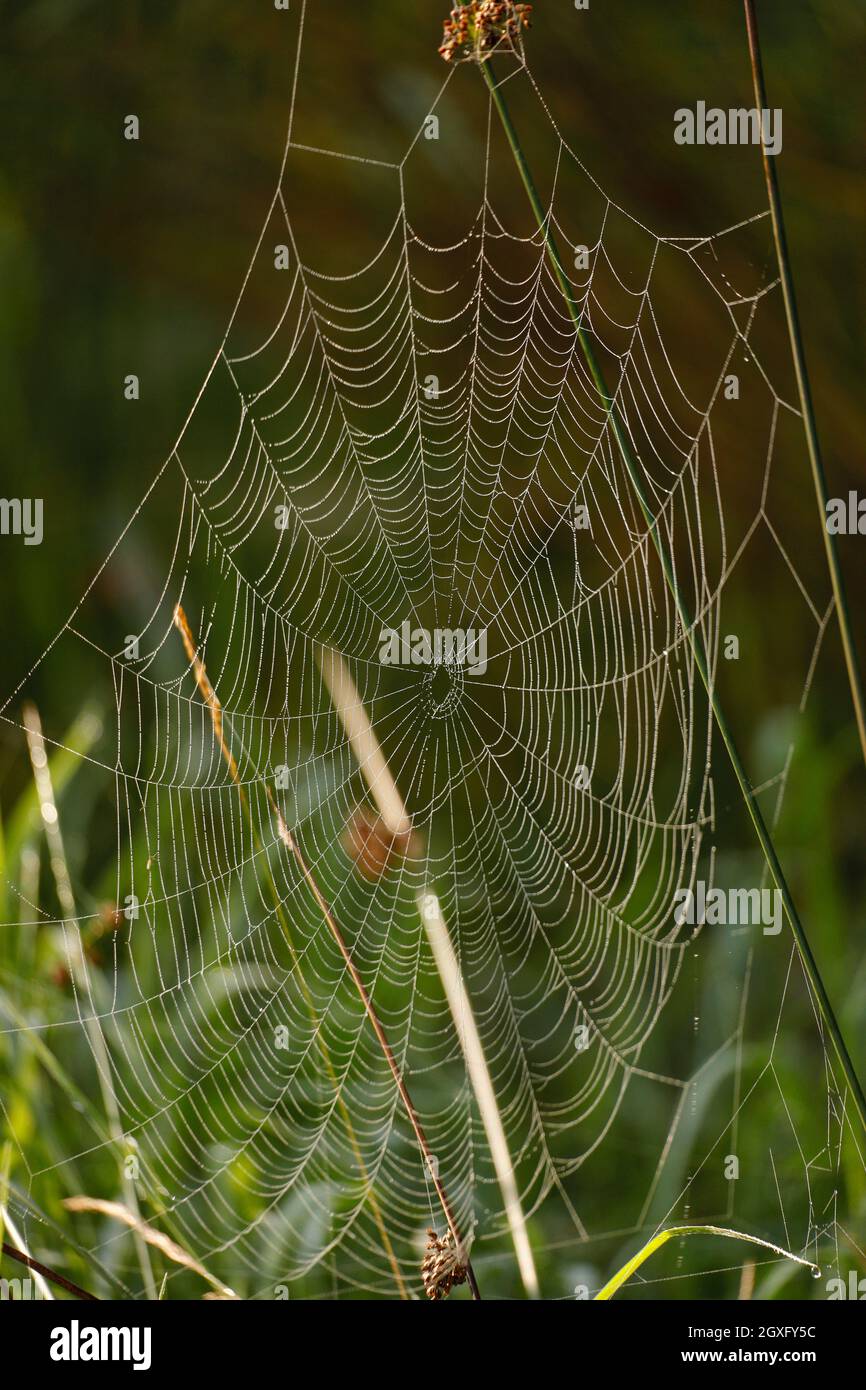 Orb Web Spider Stock Photo - Alamy