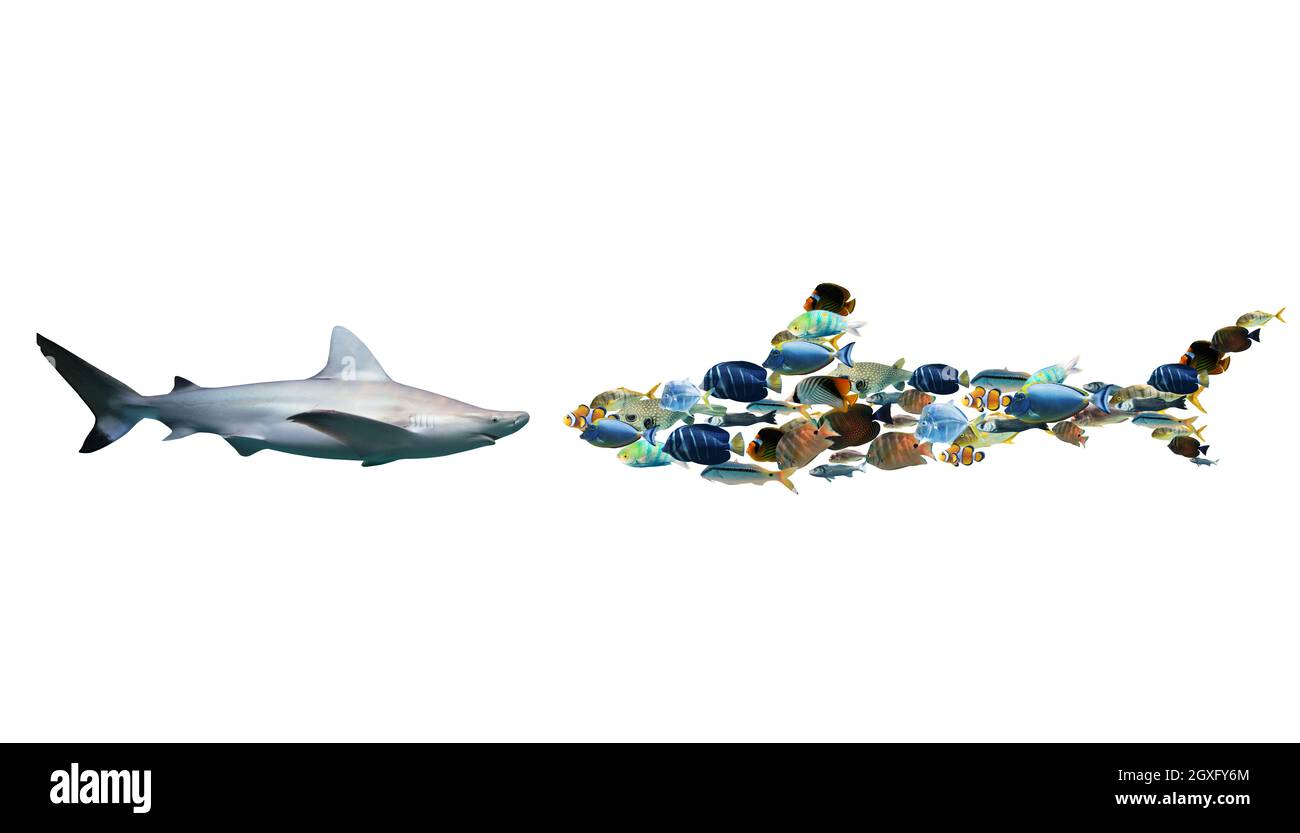 Shark against a set of colourful fish Stock Photo - Alamy