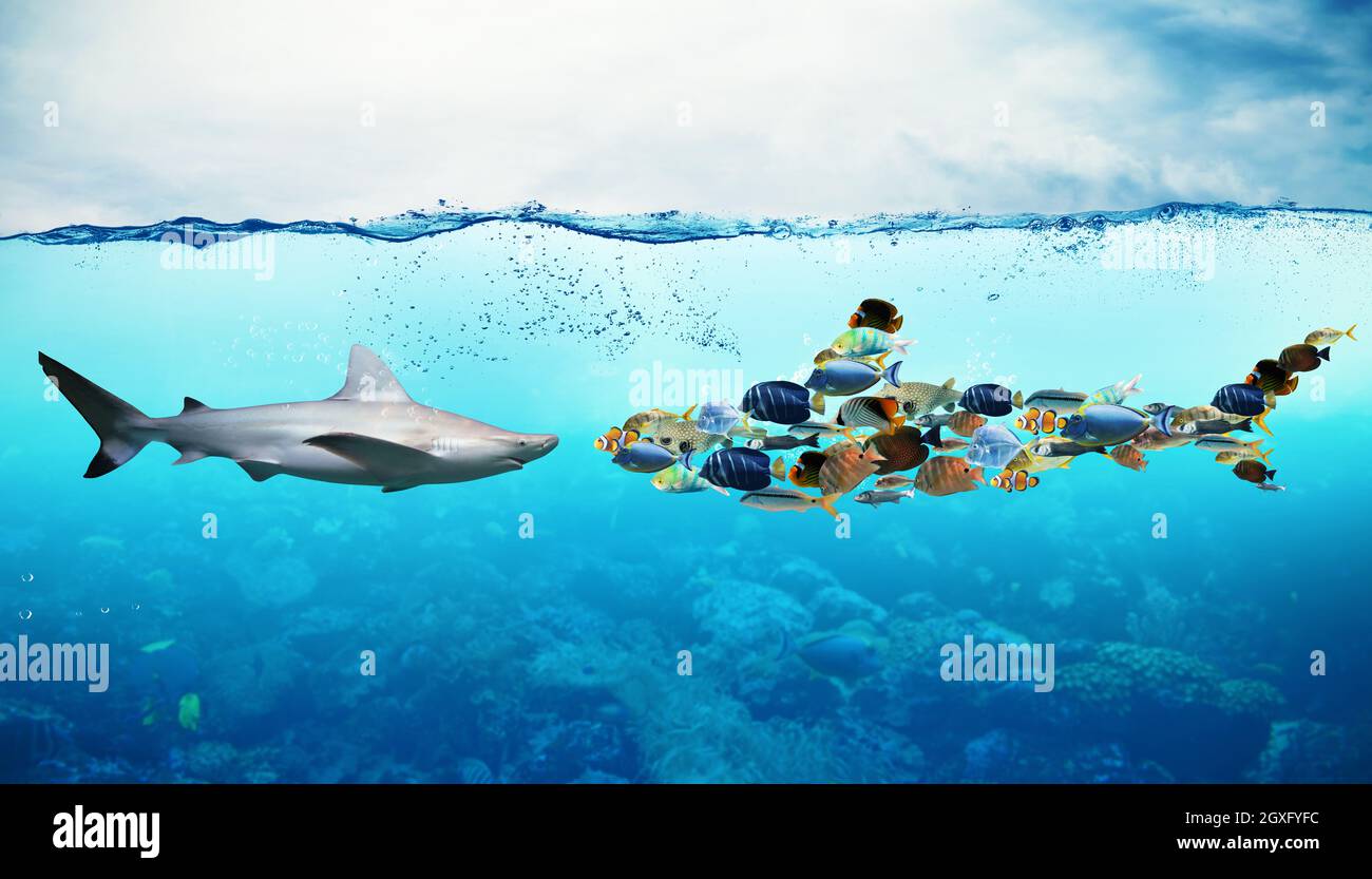 Shark against a set of fish underwater Stock Photo - Alamy